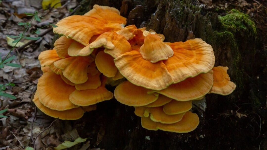 18 Cool Mushrooms You Might Find Growing In Your Own Backyard