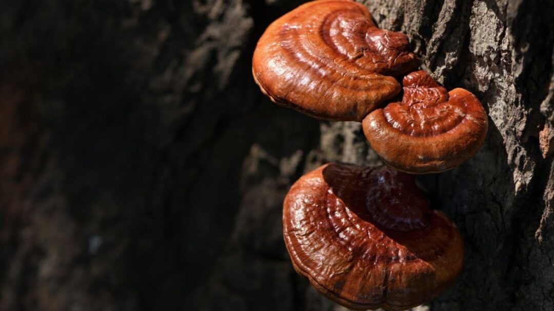 18 Cool Mushrooms You Might Find Growing In Your Own Backyard