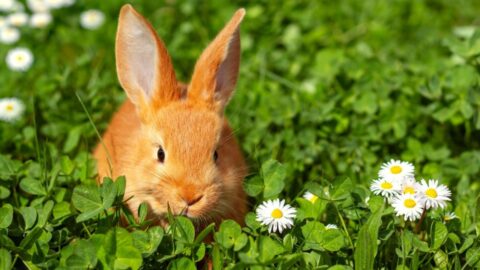 17 Plants That Repel And Keep Rabbits Out Of The Yard