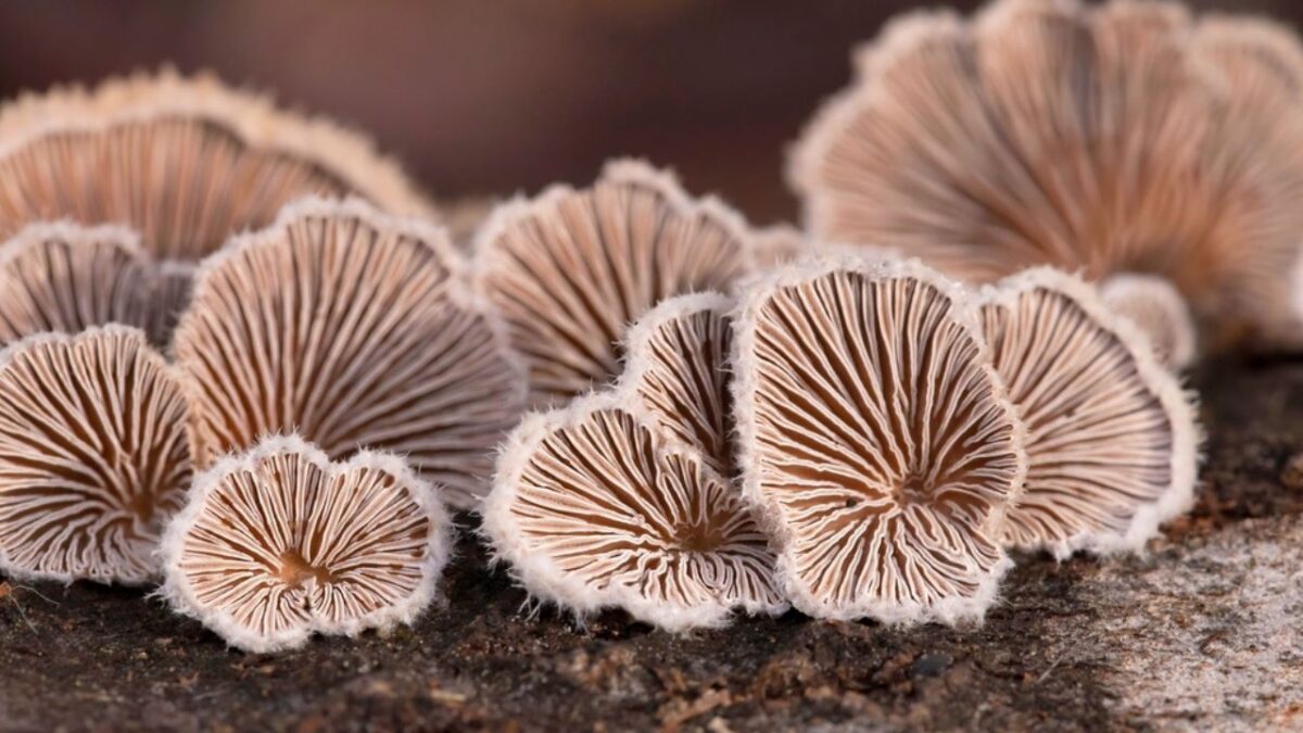 Common Mushrooms That Grow On Trees Right In The Yard