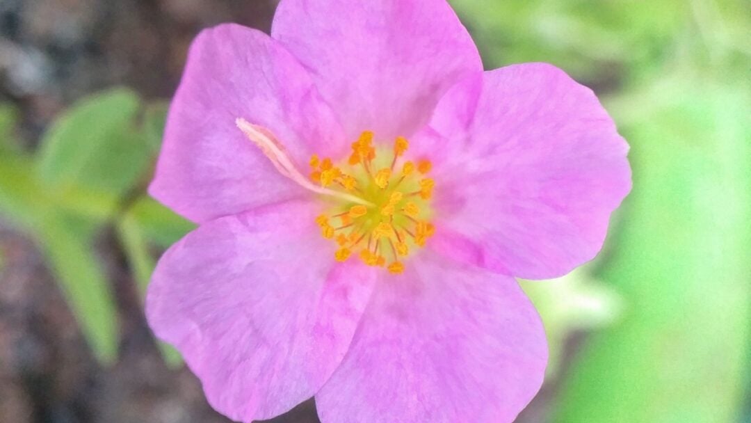 20 Wild Roses That Will Look Great In Your Garden