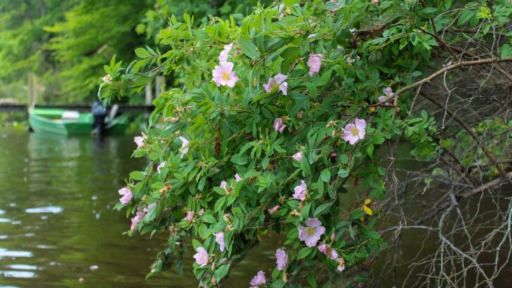 20 Types Of Wild Roses To Grow In A Thriving Garden