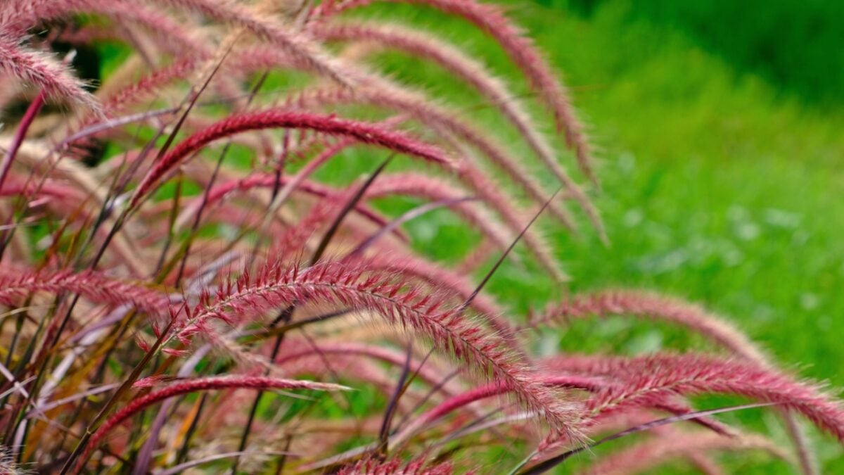 24 Forgiving Plants That Grow Well In Poor Soil Conditions