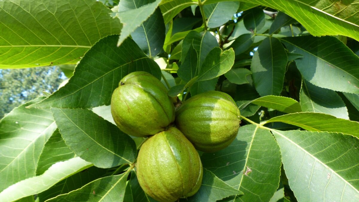 10 Best Nuts You Can Grow In Pots On The Patio