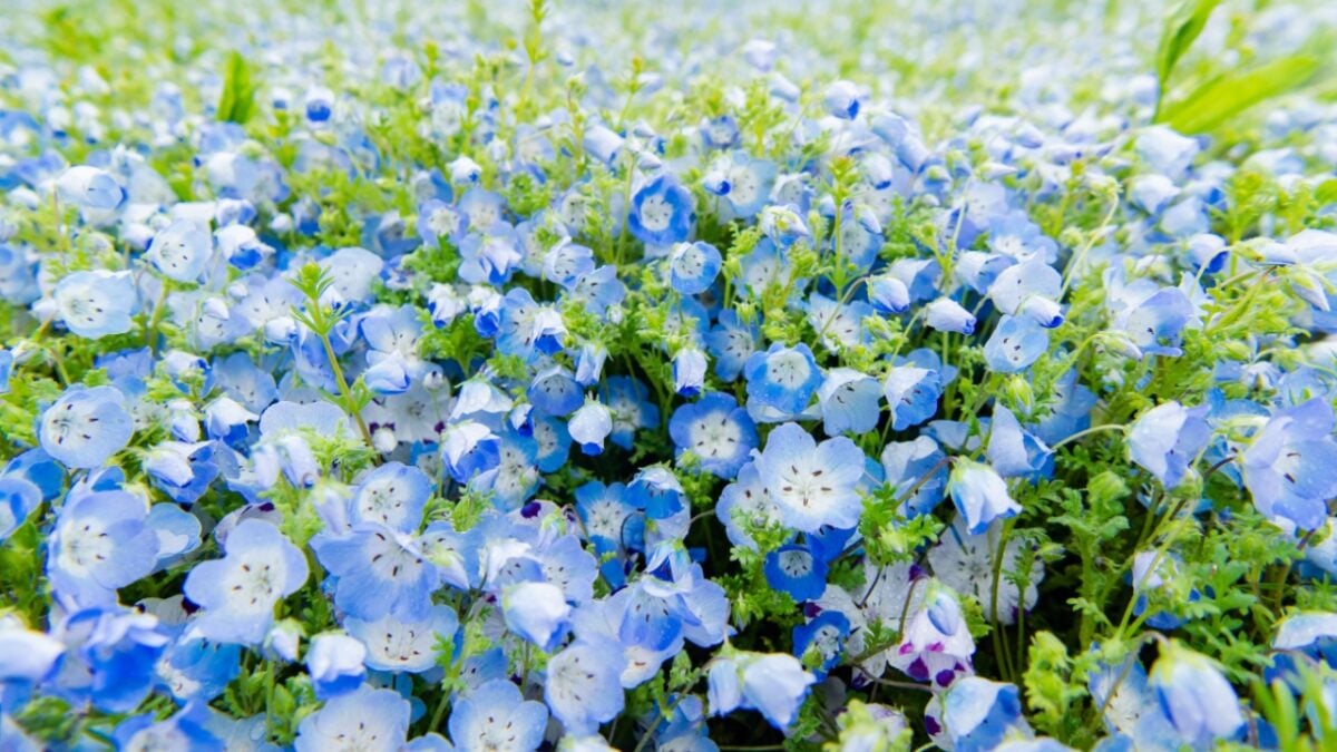 18 Beautiful Blue And White Flowers That Look Great In Any Garden