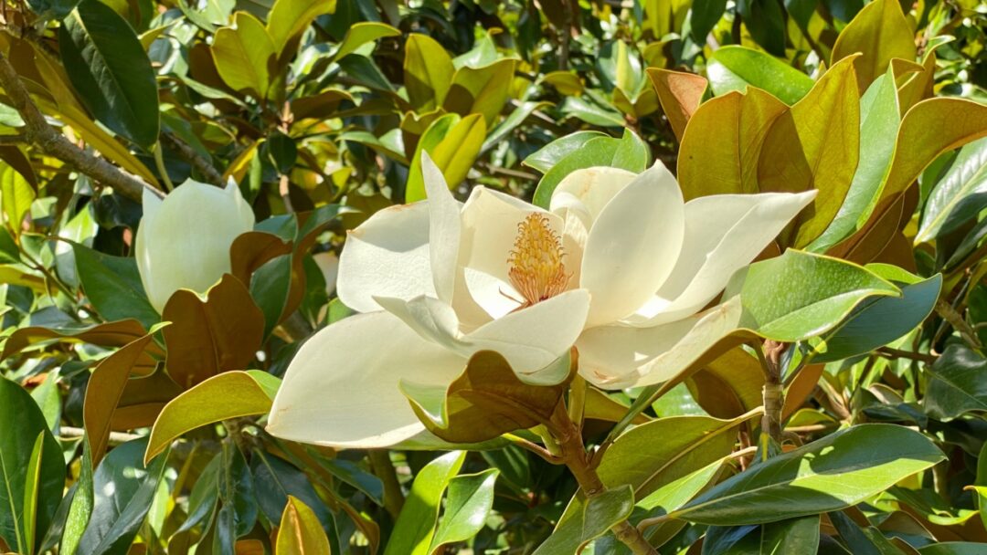 14 Best Shade Trees To Plant In Your Yard