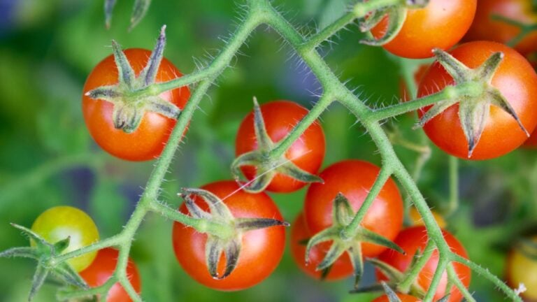 Which Tomatoes Should You Start Growing? These Are The 15 Best Tasting ...
