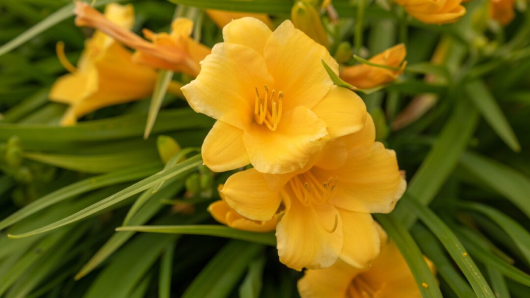 20 Perennials That Bloom More Than Once For A Vibrant Garden