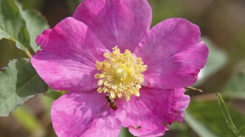 20 Types Of Wild Roses To Grow In A Thriving Garden
