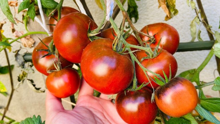 Which Tomatoes Should You Start Growing? These Are The 15 Best Tasting ...