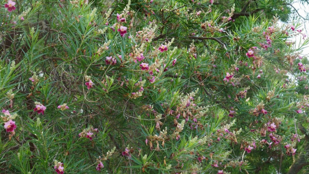 14 Best Shade Trees To Plant In Your Yard