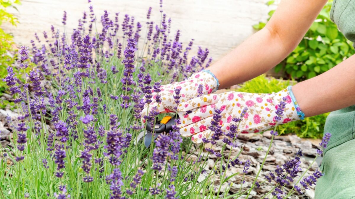 9 Plants With Flowers That Look Like Lavender