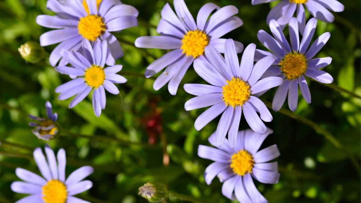 28 Daisies Types For All Kinds Of Gardens