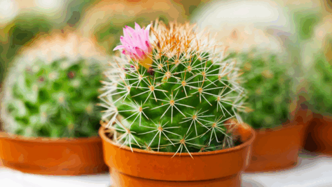 15 Indoor Plants That Thrive In Bright Light