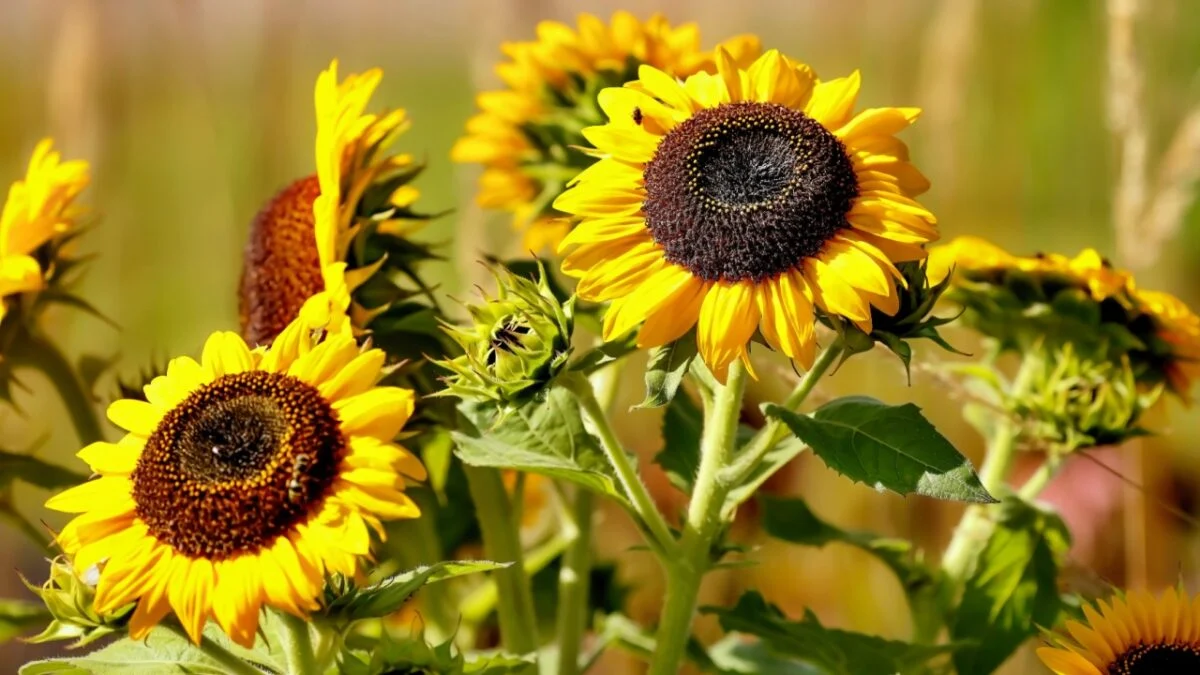 22 Beginner Friendly Flowers Worth Trying This Season