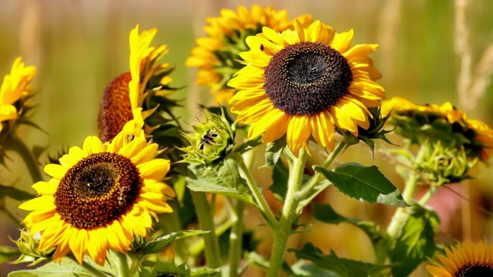22 Beginner Friendly Flowers Worth Trying This Season