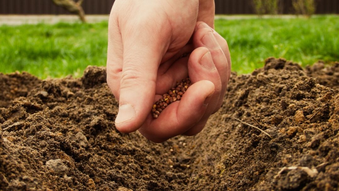 22 Brilliant Ways To Get Free Plants For Your Indoor And Outdoor Garden