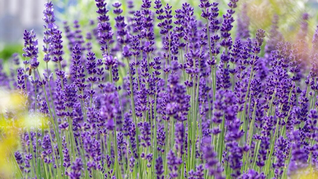 7 Best Culinary Lavender Varieties To Grow (And What To Do With Them)