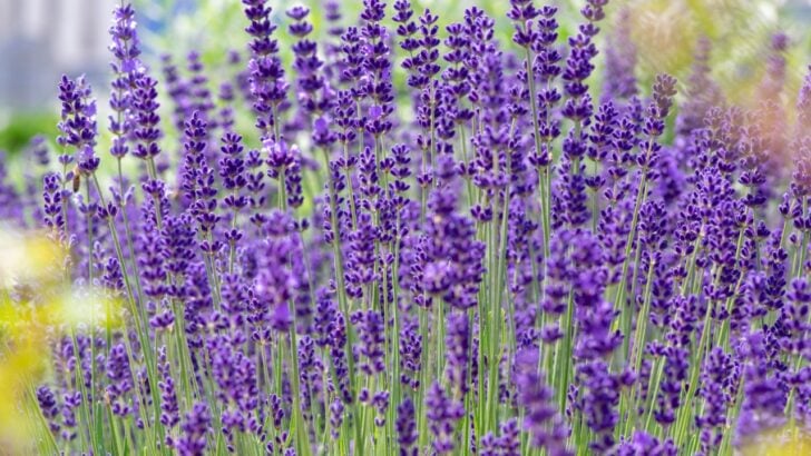 7 Best Culinary Varieties To Try Growing (And How To Use Them)