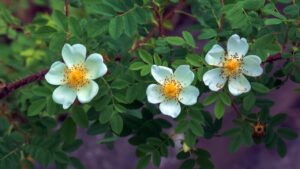 20 Types Of Wild Roses To Grow In A Thriving Garden