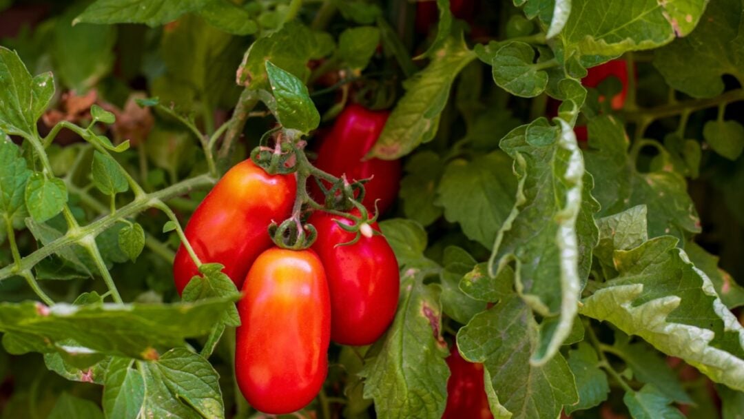Which Tomatoes Should You Start Growing? These Are The 15 Best Tasting ...