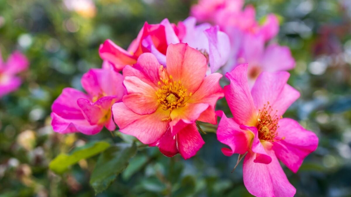 20 Wild Roses That Will Look Great In Your Garden