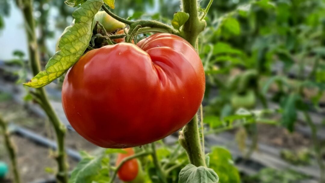 Which Tomatoes Should You Start Growing? These Are The 15 Best Tasting ...