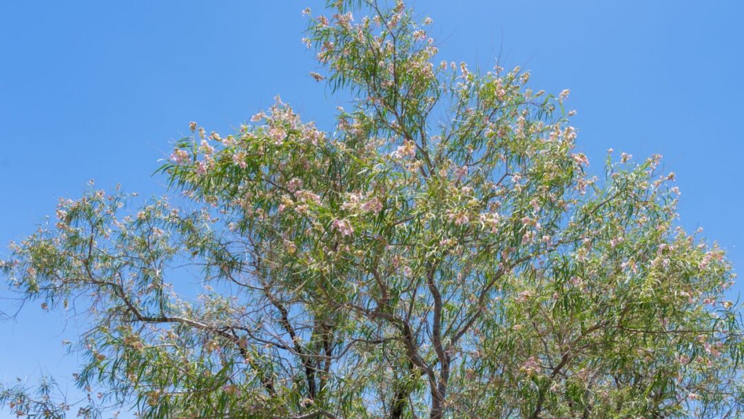 14 Best Shade Trees To Plant In Your Yard