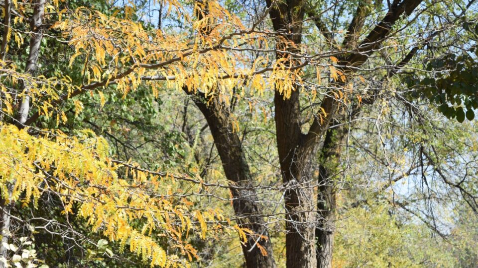 14 Best Shade Trees To Plant In Your Yard