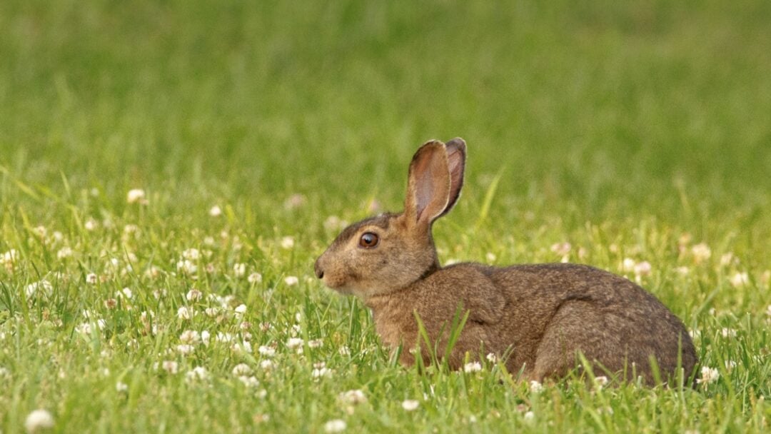 18 Small Backyard Animals That Are Best Left Undisturbed