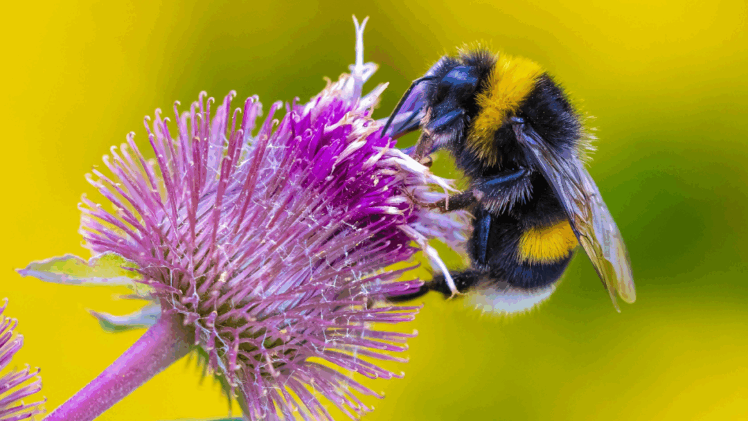 18 Small Backyard Animals That Are Best Left Undisturbed