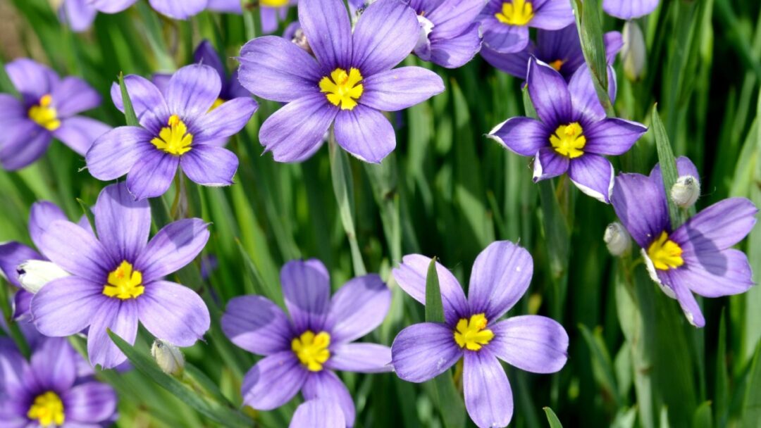 18 Beautiful Blue And White Flowers That Look Great In Any Garden