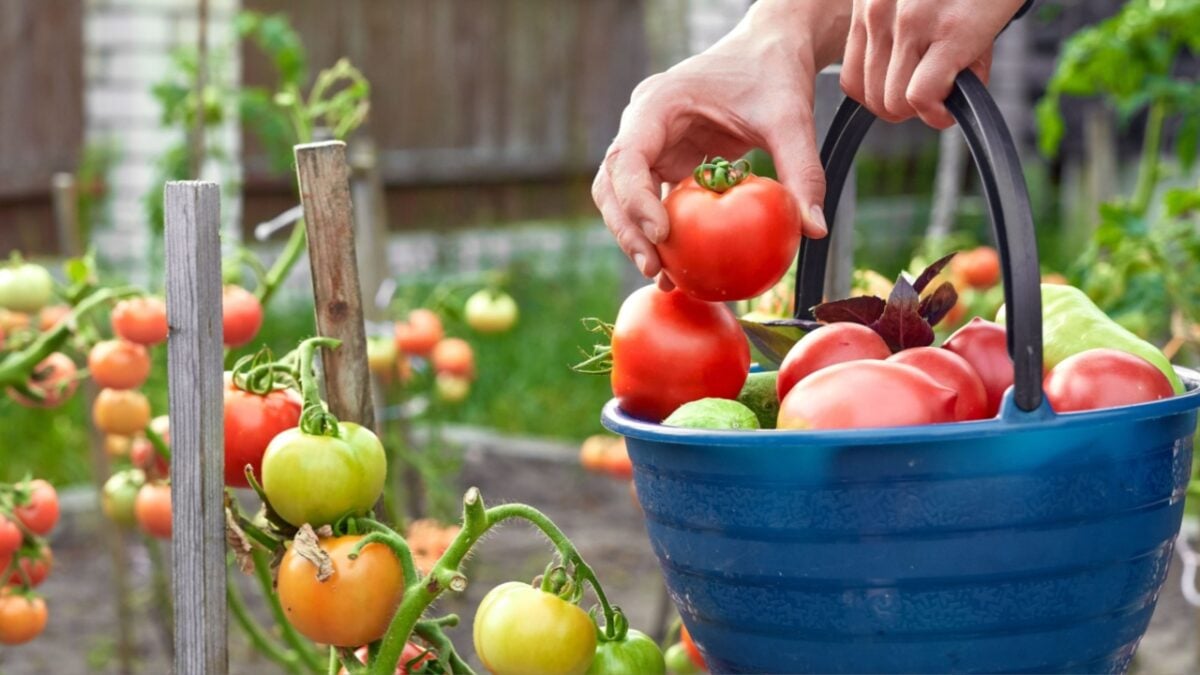 Choose These 5 Tomato Plants If You Want To Enjoy An Early Harvest