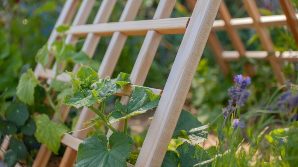 15 Trellis Ideas To Give A Garden More Room To Grow