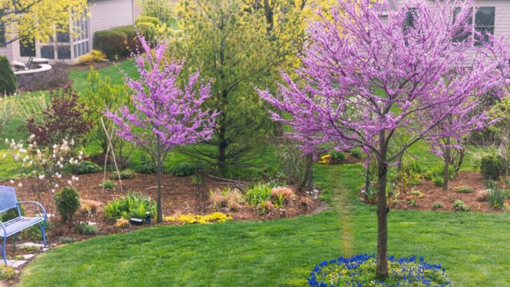 14 Best Shade Trees To Plant In Your Yard