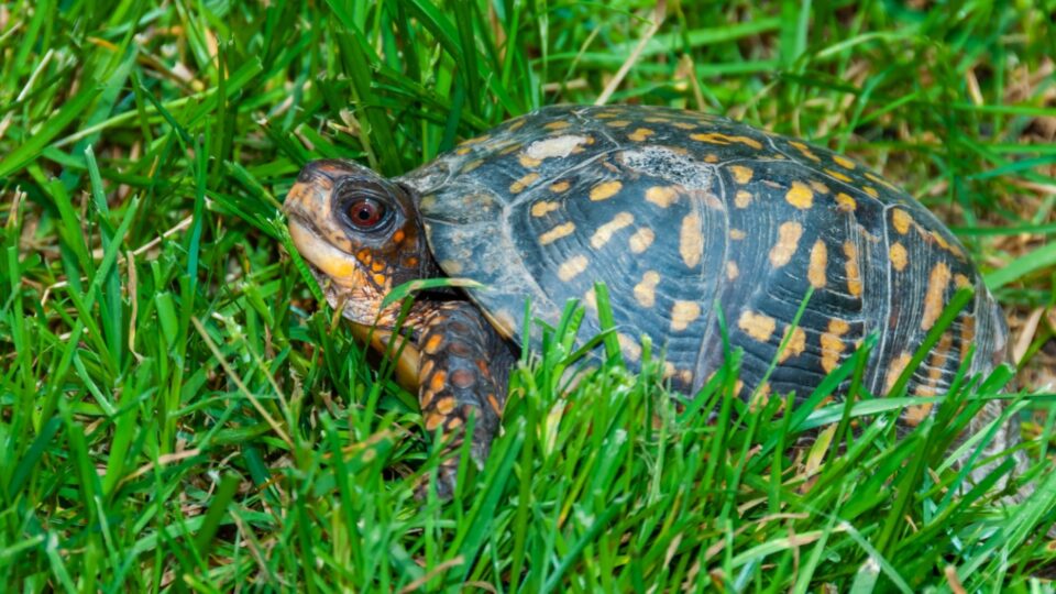 18 Small Backyard Animals That Are Best Left Undisturbed