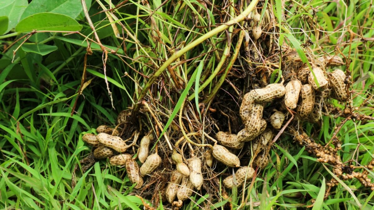 10 Best Nuts You Can Grow In Pots On The Patio