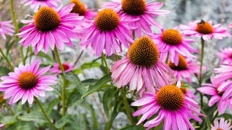Give The Mailbox A Pop Of Color This Year With These 19 Pretty Flower ...