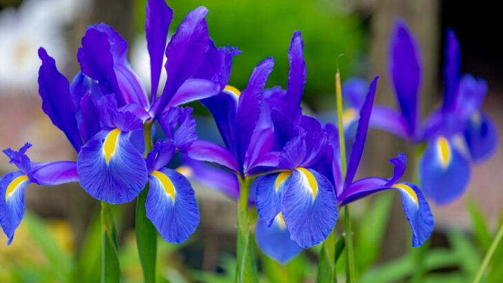 18 Beautiful Blooms With A Toxic Bite (Proceed With Caution)