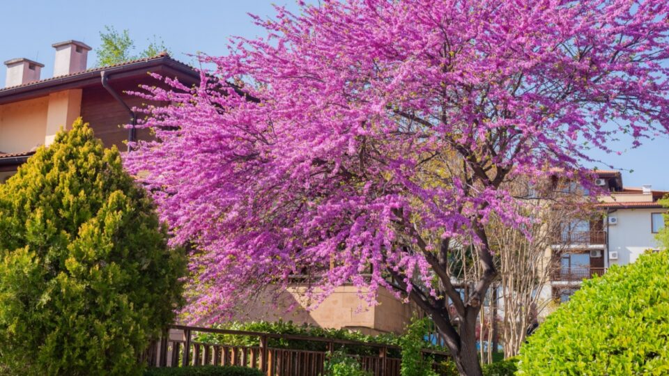 14 Best Shade Trees To Plant In Your Yard
