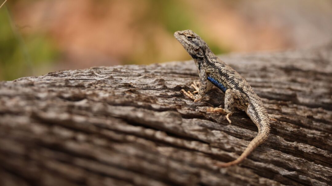 18 Small Backyard Animals That Are Best Left Undisturbed