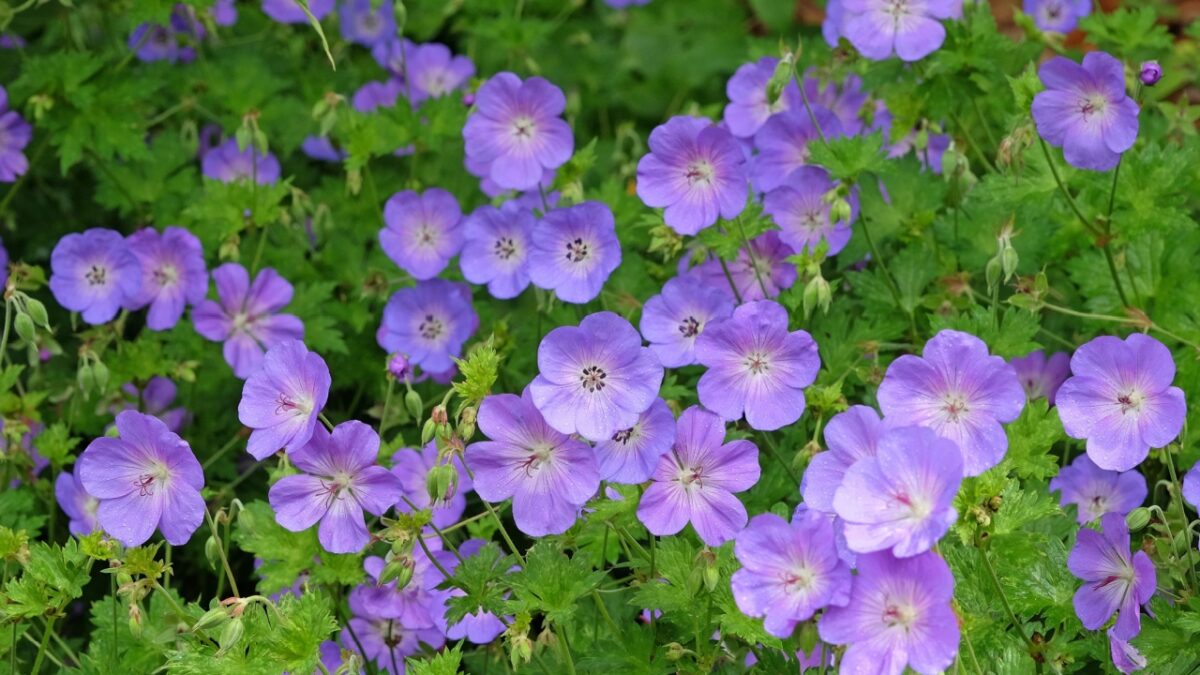 20 Perennials That Bloom More Than Once For A Vibrant Garden