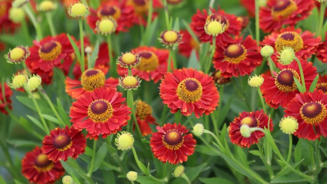 22 Best Fall Blooming Perennial Flowers