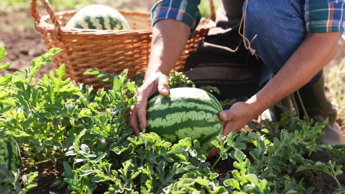How To Pick The Perfect Watermelon Every Time