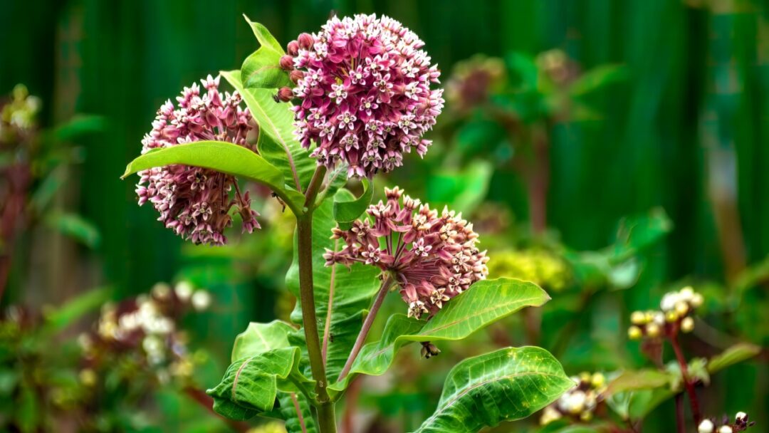 11 Milkweed Varieties Butterflies Absolutely Love