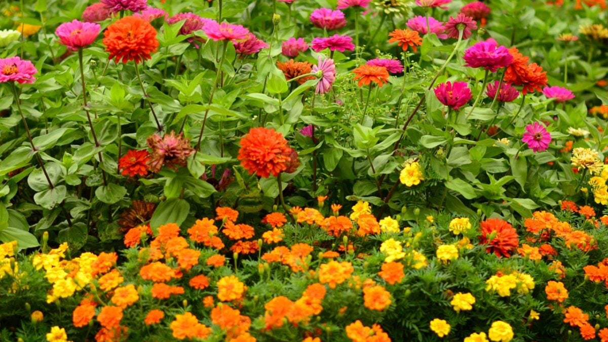 14 Fast-Growing Plants You Can Still Plant From Seed If You're Late To ...