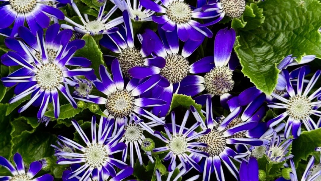 11 Beautiful Bi-Color Annuals To Plant This Year