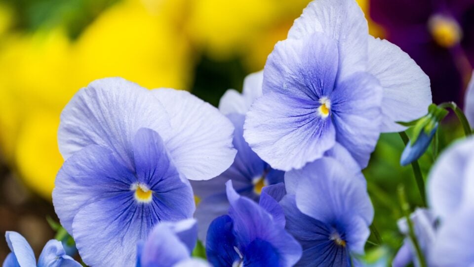 18 Beautiful Blue And White Flowers That Look Great In Any Garden