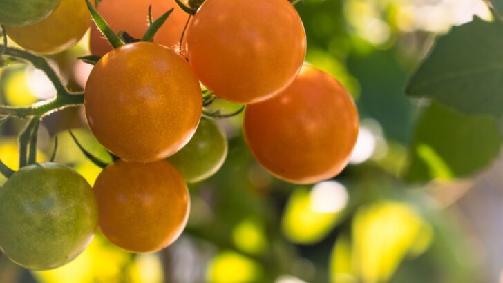 Which Tomatoes Should You Start Growing? These Are The 15 Best Tasting ...