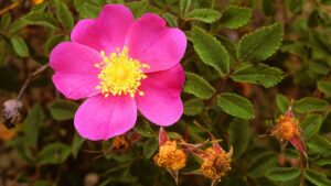 20 Types Of Wild Roses To Grow In A Thriving Garden
